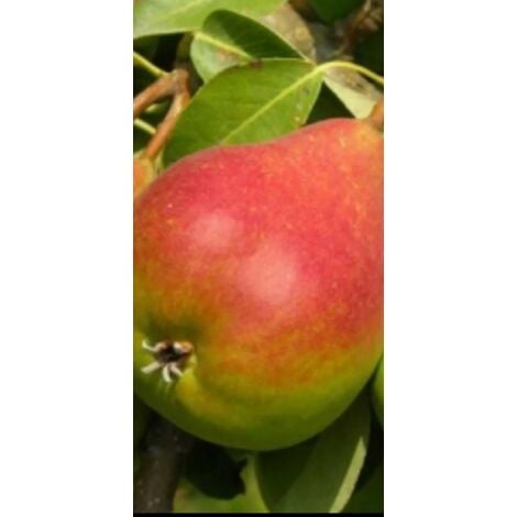 PIANTA DI PERO MOSCATELLA altezza 140 CM anni due in vaso 20 pera (foto ...