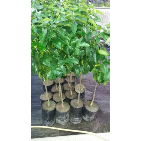 Pianta di ARANCIO VALENCIA in fitocella (foto reali) cm 150 maturazione ...