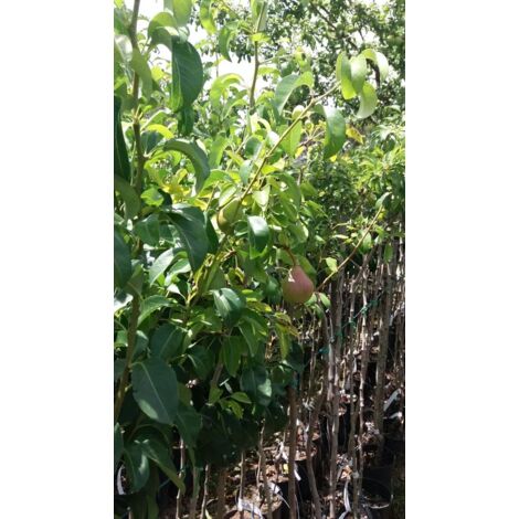 PIANTA DI PERA CONFERENCE altezza160 /170 anni due in vaso 20 pera ...