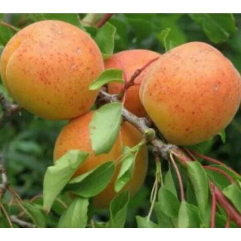PIANTA DA FRUTTO ALBICOCCA BULIDA IN VASO CM 20 (foto reali)