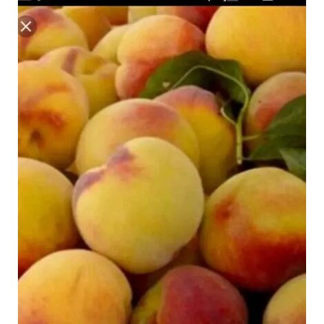 PIANTA DI PESCA PERCOCA "BABY GOLD 7 " (foto reale) IN VASO CM 20