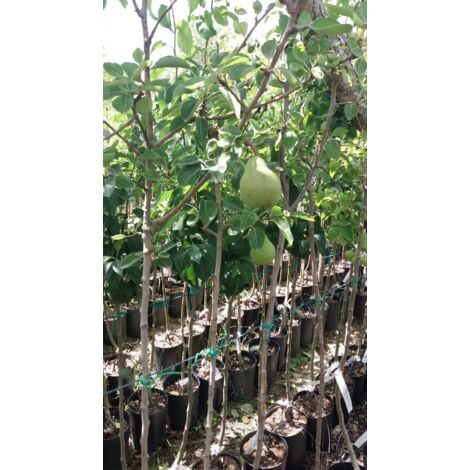 N. 3 PIANTE DI PERO SPADONA altezza160cm anni due in vaso 20 pera (foto ...