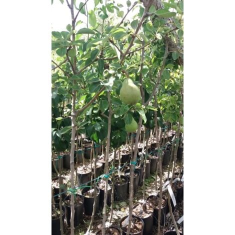 PIANTA DI CORNUS MAS IN VASO 24 ALTEZZA 80/100 CM FOTO REALE