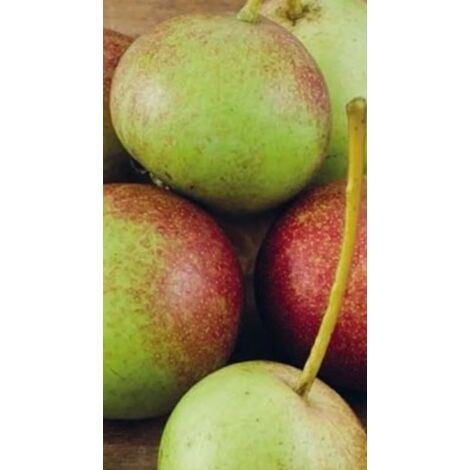 PIANTA DI PERA FALSA RECCHIA in vaso 20 cm (foto reali)ANTICA VARIETA'