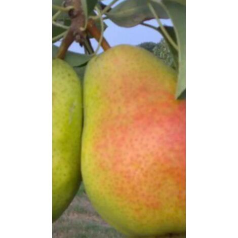 PIANTA DI PERA FAVARSA altezza160 /170 anni due in vaso 20 pera (foto ...