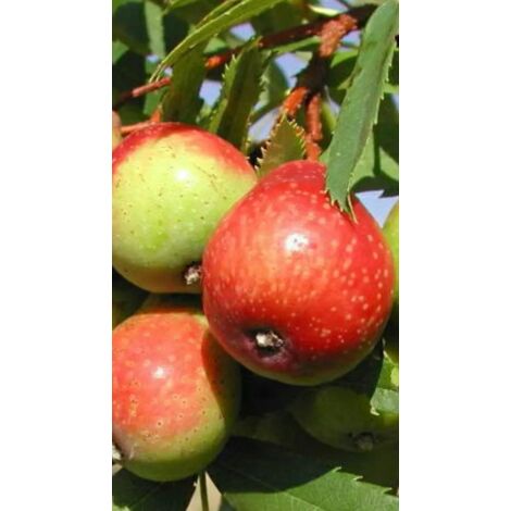 PIANTA DI SORBO DOMESTICA anni due in vaso cm20 (foto reali) ALTEZZA CM 170