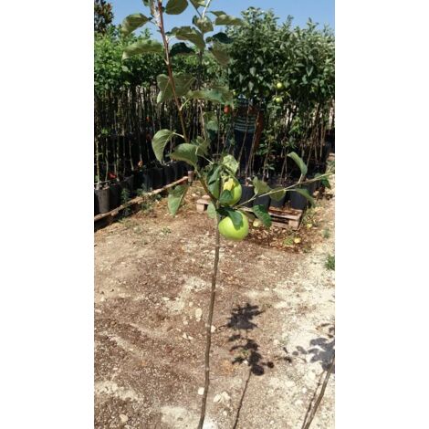 PIANTA DI MELA RENETTA BIANCA DEL CANADA DI ANNI TRE IN VASO 20 CM ...