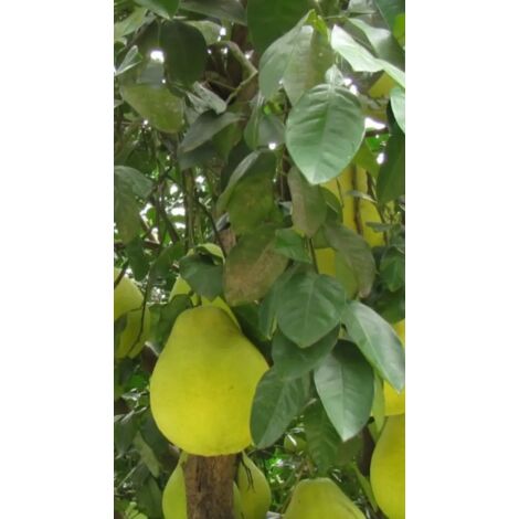 PIANTA DI POMELO O PUMMELO SHADDOCK in fitocella di due annI (foto reale)