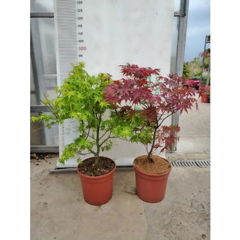 PIANTA DI ACER PALMATUM "ACERO ROSSO" VASO 24 CM ALTEZZA 80/100 CM ...