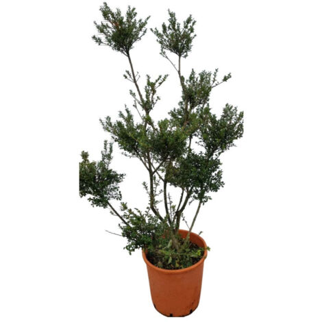 AGRIFOGLIO - Ilex aquifolium (forma potata “pom pom”)-25