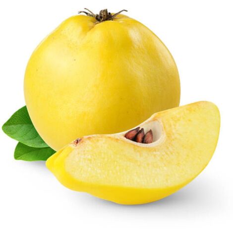 MELA COTOGNA - Cydonia oblonga-20 / 140 - 160 cm