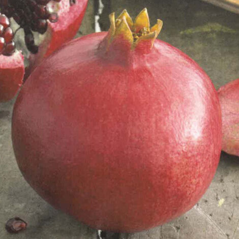 MELOGRANO DA FRUTTO - Punica granatum ‘Wonderful’-20