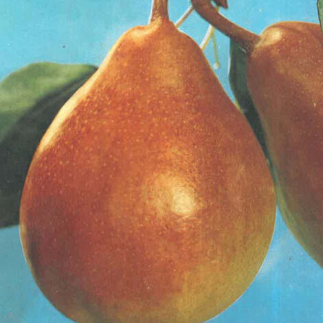 PERA PRECOCE MORETTINI - Pyrus communis-20 / 140 - 160 cm