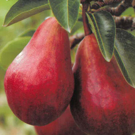 PERA WILLIAM ROSSA - Pyrus communis-20 / 140 - 160 cm