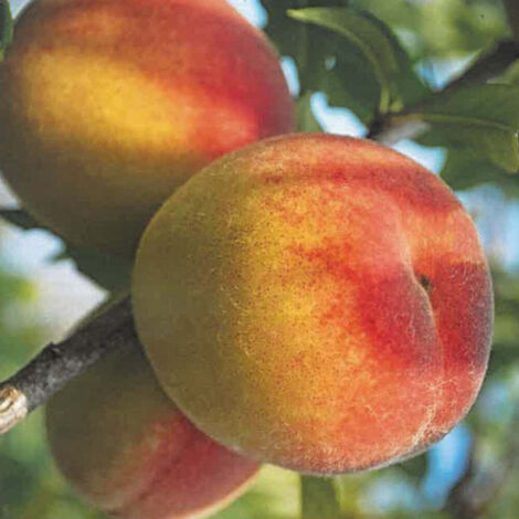 PESCA FIOR DI MAGGIO - Prunus persica-20 / 140 - 160 cm