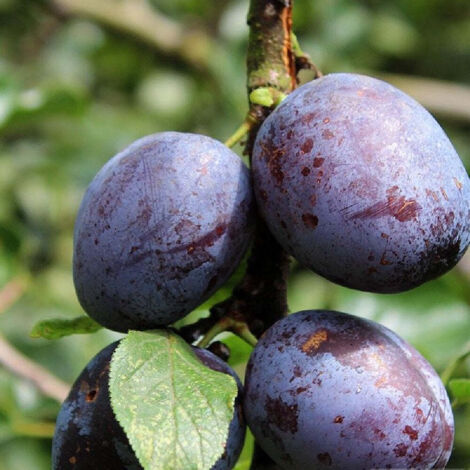 SUSINO REG.CLAUDIA VIOLETTA FRUTTO ANTICO - Prunus domestica-20