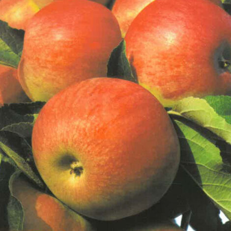MELA FUJI - Malus domestica-20 / 140 - 160 cm
