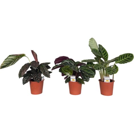 Calathea mix v14 - Calathea spp.
