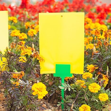 Un ensemble de 30 étiquettes en plastique pour les graines de plantes ...