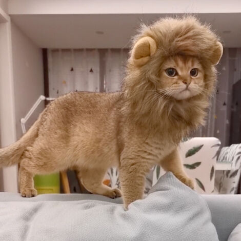 Chat Lion crinière Costume d'Halloween Costume de lion pour petits ...