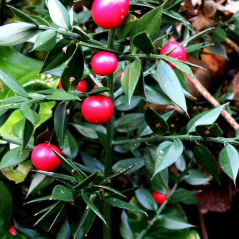 Fragon piquant - Ruscus aculeatus - 20-30 cm pot