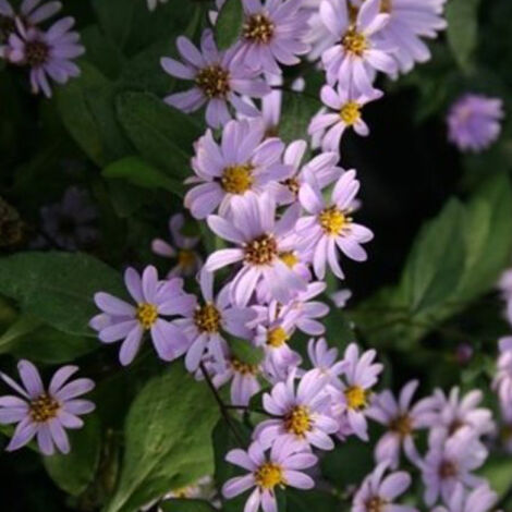 4 x Aster 'Harry Schmidt' - godet 9x9 cm