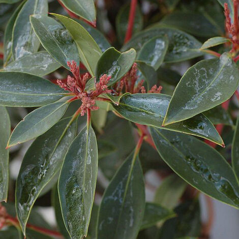 Laurier Américain - Kalmia latifolia - 25-30 cm pot