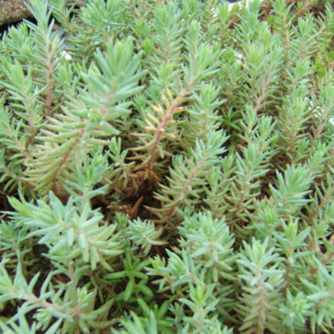 4 x Orpin réfléchi - Sedum reflexum - godet 9x9 cm