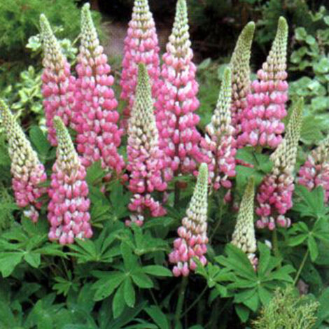 4 x Lupin - Lupinus 'The Chatelaine' - godet 9x9 cm