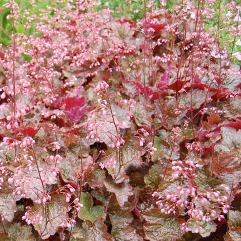 4 x Heuchère - Heuchera 'Rachel' - godet 9x9 cm