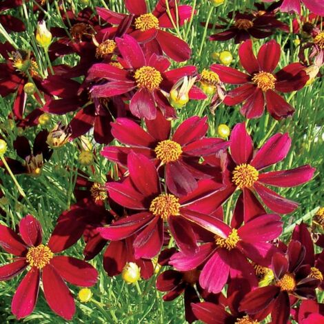 4 x Coréopsis - Coreopsis hybrida 'Red Satin' - godet 9x9 cm