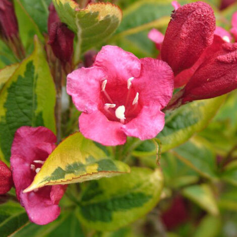 Weigela florida 'Moulin Rouge' 'Moulin Rouge' (Brigela) - 50-60