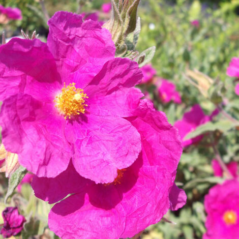 Ciste pulvérulent - Cistus pulverulentus - 20-25 cm pot