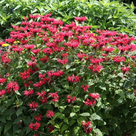 4 x Monarde - Monarda 'Gardenview Scarlet' - godet 9x9 cm