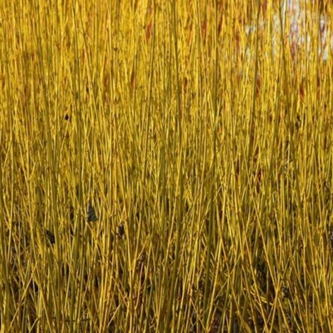 Cornouiller jaune - Racine Nue 'Flaviramea' - 25 x 60-90 cm