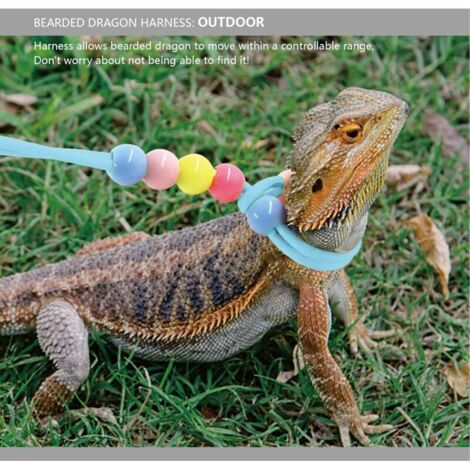 Bearded dragon leash and leopard print harness, pet leash, lizard leash ...