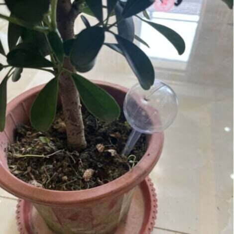 Set of 4 Small Globes - Transparent Plastic Automatic Watering Ball ...