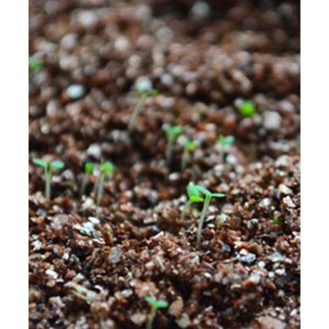10000 graines de thym rouge vif – Plante colorée pour jardin et pots ...
