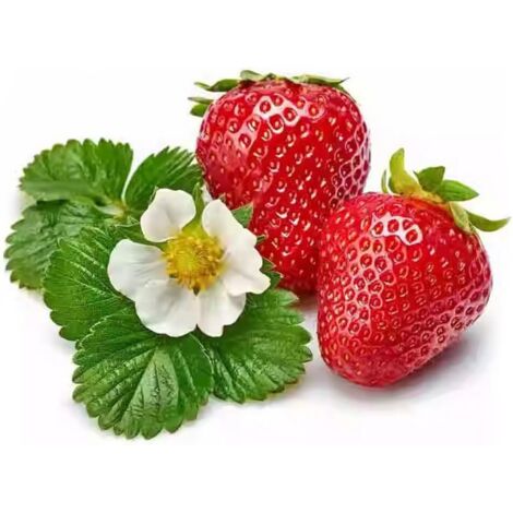 400 pz Semi di fragola confezione bulk – semi da frutto in grande quantità