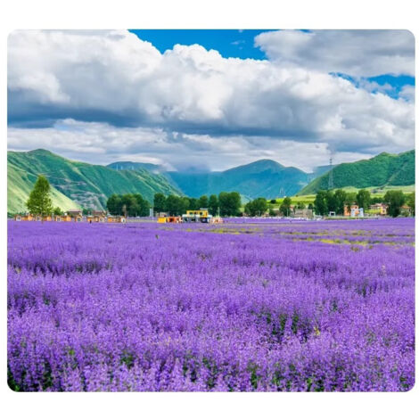 2600 semillas de lavanda – ideales para jardines, macetas y parterres ...