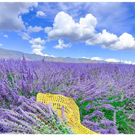 2600 semillas de lavanda – ideales para jardines, macetas y parterres ...