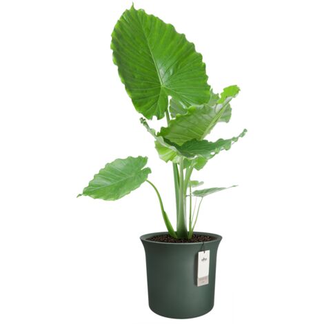 Elho June Tulip 40 - Vert - Ø 39 x H 36 cm - intérieurextérieur - 100% ...