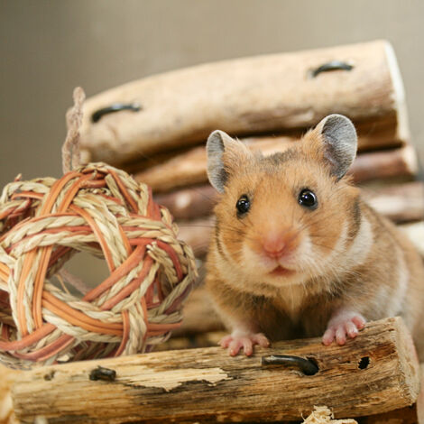 Relaxdays lot d’accessoires pour hamster, 5 pièces, tube herbe&4 balles ...