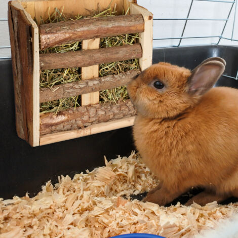 Relaxdays Hay Rack Set of 2, Feeding for Rabbits & Guinea Pigs, in 2 ...