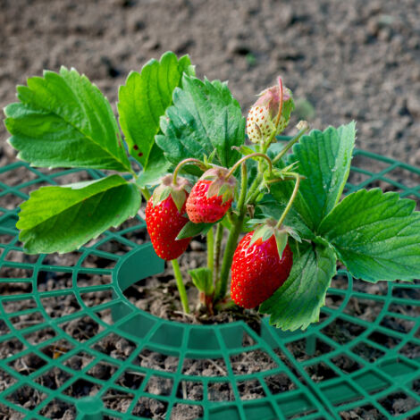 Relaxdays Strawberry Support, 10x Set, Protect Plants & Flowers from ...