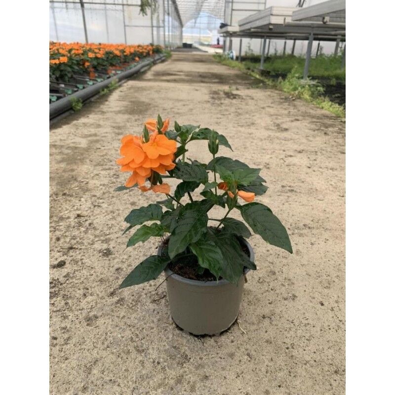 Crossandra en maceta de 1Litro