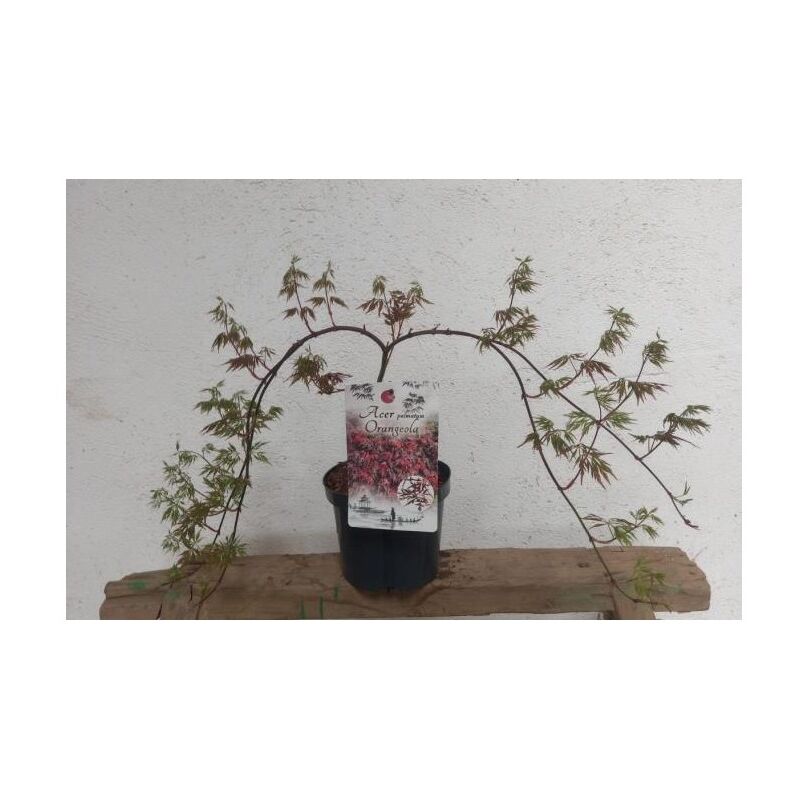 Arce palmado Orangeola en maceta de 3Litros
