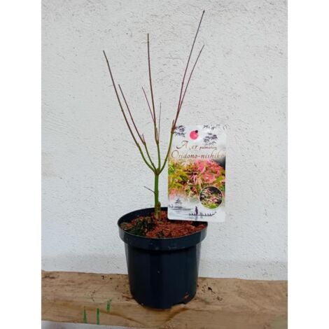 Arce palmado Oridono Nishiky en maceta de 3Litros