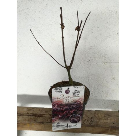 Arce palmado Pink passion en maceta de 3Litros