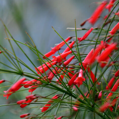 Russelia roja en maceta de 2Litros